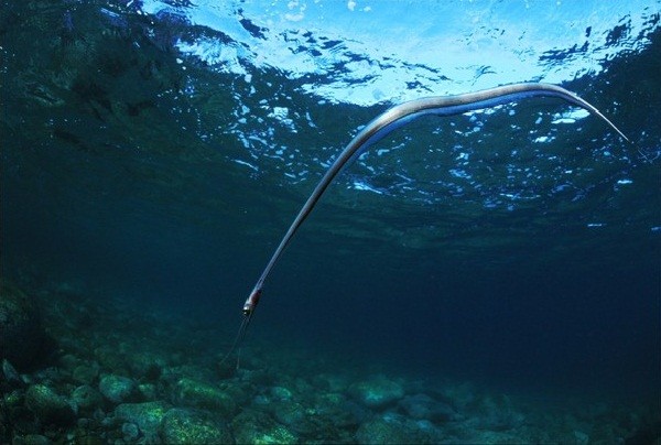 Universo Blu: elementi di vita marina - Rivista di Agraria.org