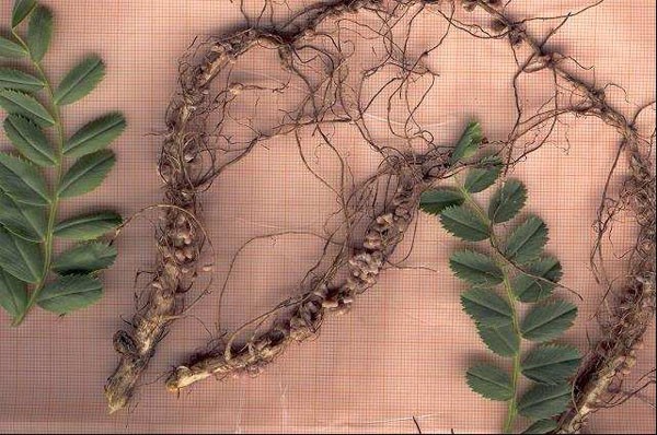 Importanza dell’azotofissazione - Rivista di Agraria.org