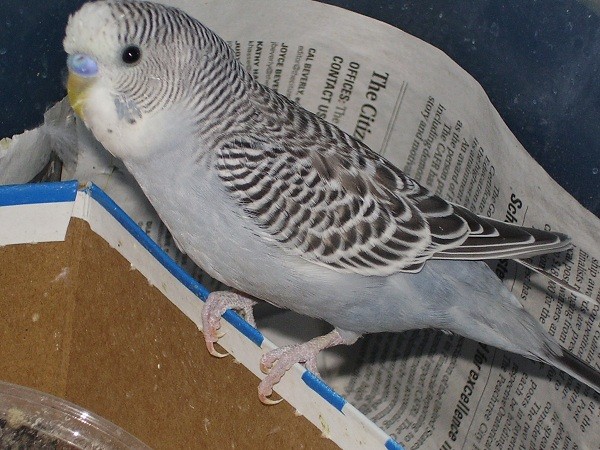 Allevamento Cocorite Calabria Livingston Allevamento Cocorite Fiore