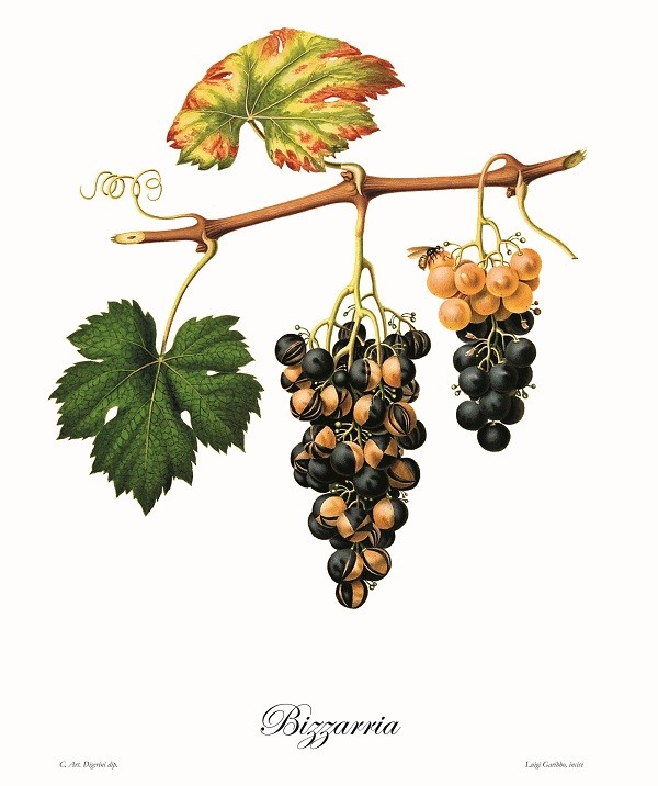 L'ampelografia: quando la storia della vite incontra l'arte della ...