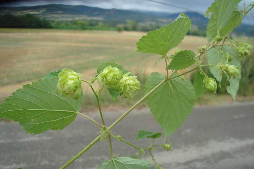 Il luppolo spontaneo - Rivista di Agraria.org