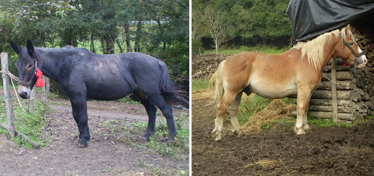 Il mulo: un animale da valorizzare - Rivista di Agraria.org