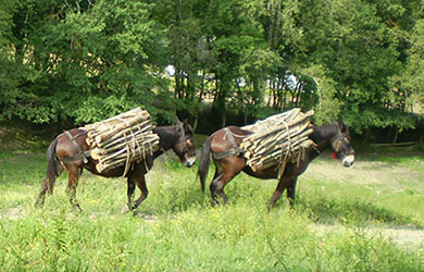 Il mulo: un animale da valorizzare - Rivista di Agraria.org