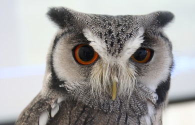 Assiolo Faccia Bianca, il piccolo grande “gufo” - Rivista di Agraria.org