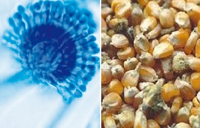 Il rischio tossicologico da micotossine negli animali e nell’uomo ...