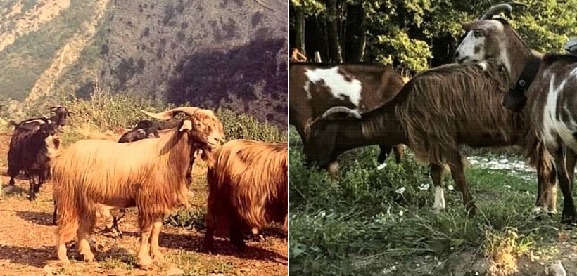 Razze Autoctone Campane - La Capra Primitiva Campana - Rivista di ...