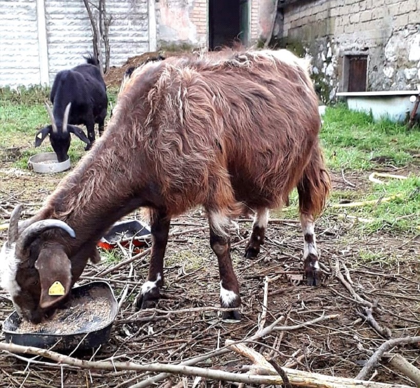 Razze Autoctone Campane - La Capra Primitiva Campana - Rivista di ...