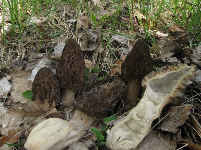 Sentinelle primaverili: LE MORCHELLE - Rivista di Agraria.org