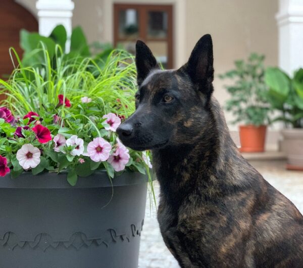 Storia e selezione del Cane da Pastore Olandese - Rivista di Agraria.org