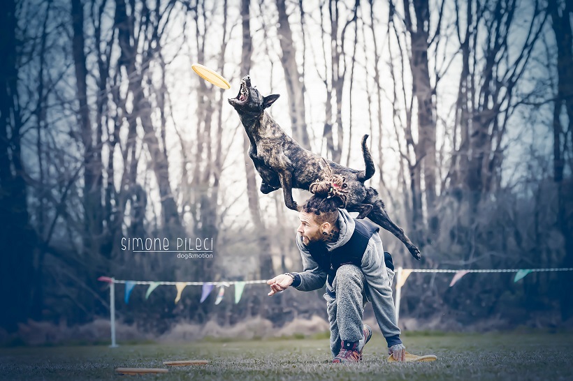 Storia e selezione del Cane da Pastore Olandese - Rivista di Agraria.org