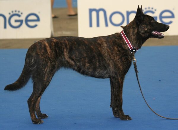 Storia e selezione del Cane da Pastore Olandese - Rivista di Agraria.org