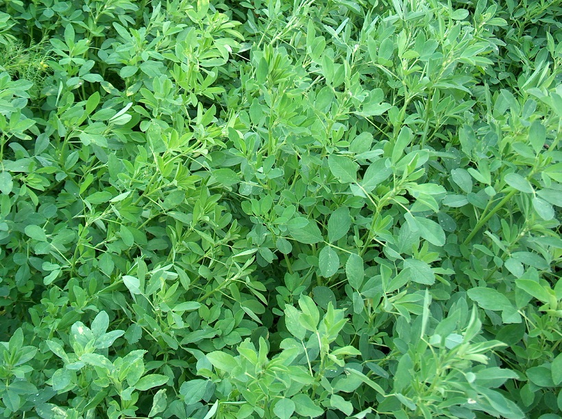 L’erba medica (Medicago sativa L.) - Rivista di Agraria.org