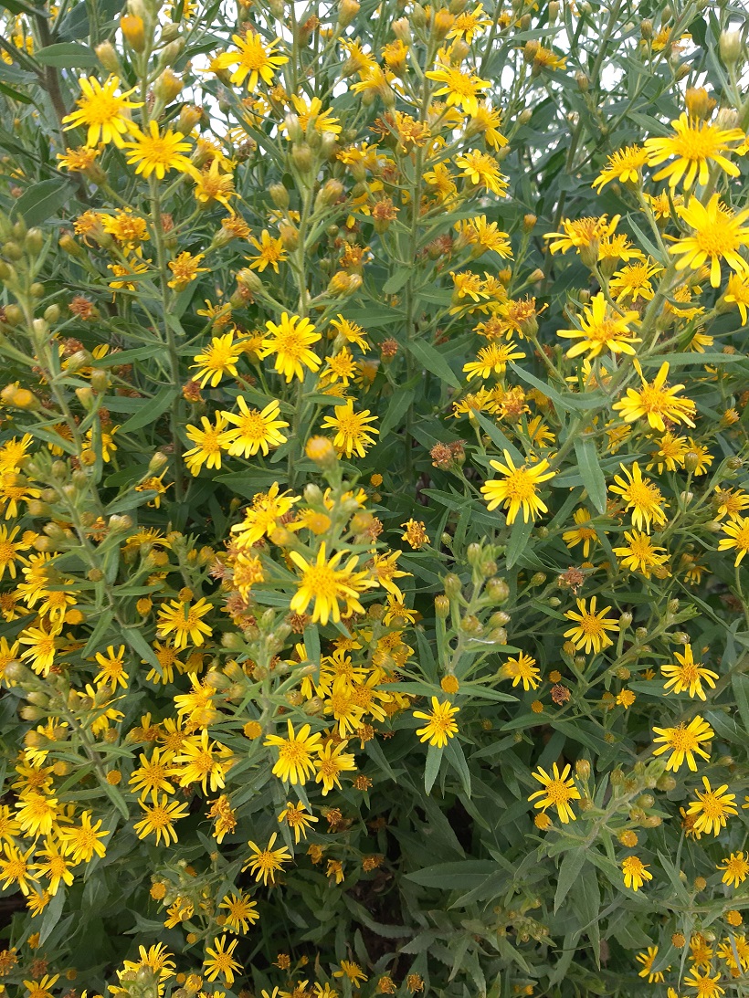 Mosca olearia: una pianta perenne e trappole per combatterla in modo ...