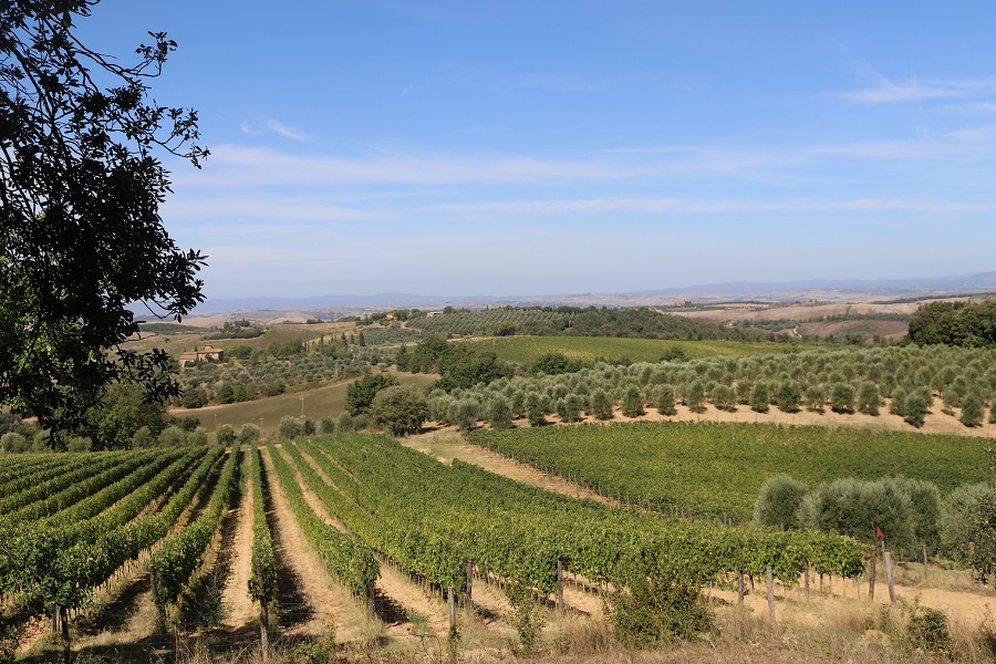 WINE DESTINATION DA VIVERE NELLA CAMPAGNA TOSCANA - Rivista di Agraria.org