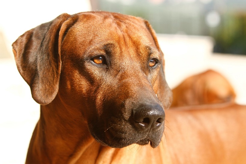 Il Rhodesian Ridgeback - Rivista di Agraria.org
