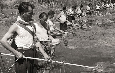 Ecologia, Malaria e Caio Mario Coluzzi Bartoccioni - Rivista di Agraria.org
