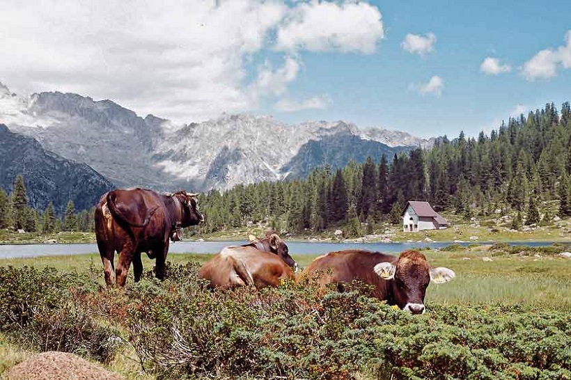 Giovenche di razza Rendena. Sfilata e…dintorni - Rivista di Agraria.org