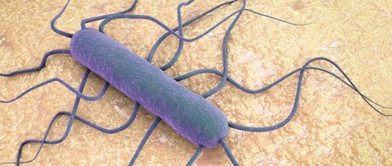 Listeria: che cos’è e che regole seguire per evitare pericoli - Rivista ...