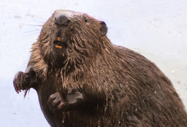 Il ritorno dei Castori in Italia - Rivista di Agraria.org