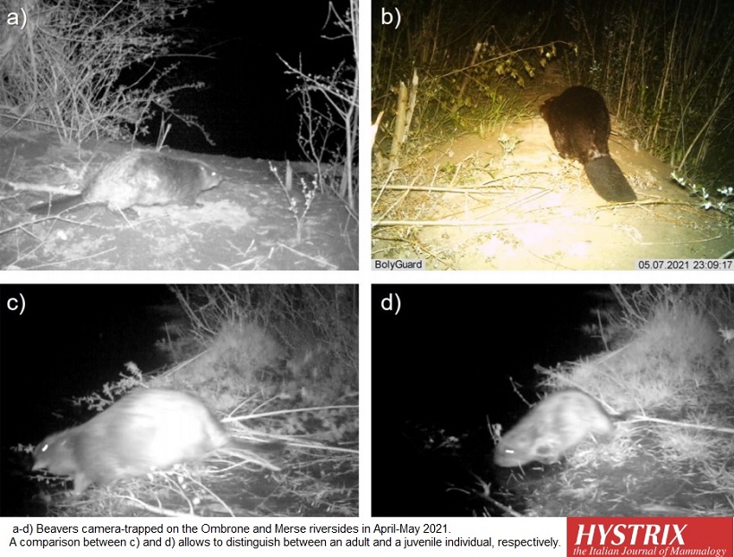 Il ritorno dei Castori in Italia - Rivista di Agraria.org