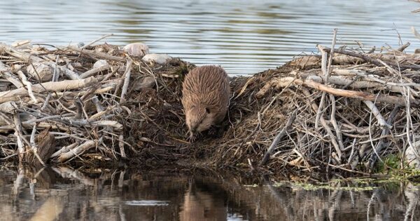 Il ritorno dei Castori in Italia - Rivista di Agraria.org