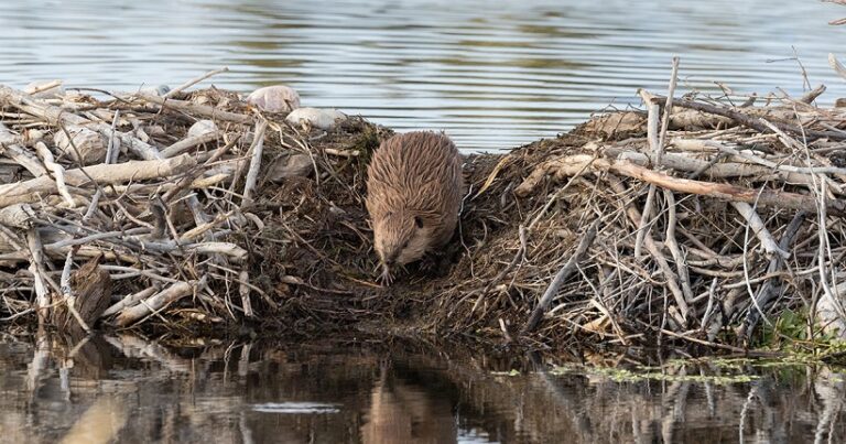 Il ritorno dei Castori in Italia - Rivista di Agraria.org