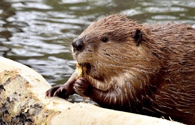 Rivista online di agricoltura, zootecnia, ambiente - Rivista di Agraria.org