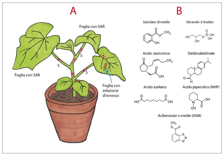 Riflessioni sulla risposta immunitaria sistemica delle piante (Prima ...