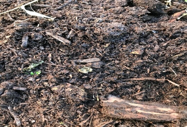 Humus e sostanza organica - Rivista di Agraria.org