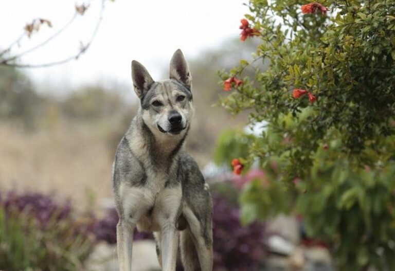 Lobito Herreño, un tesoro zootecnico da preservare - Rivista di Agraria.org