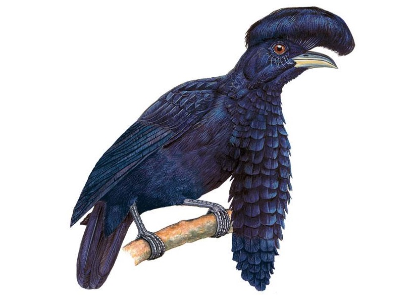 Lo strano e unico Uccello parasole caruncolato - Rivista di Agraria.org