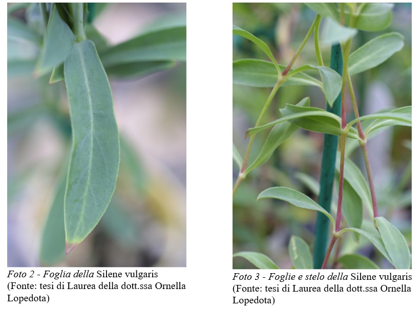 Piante spontanee: Silene vulgaris (Moench.) Garcke - Rivista di Agraria.org