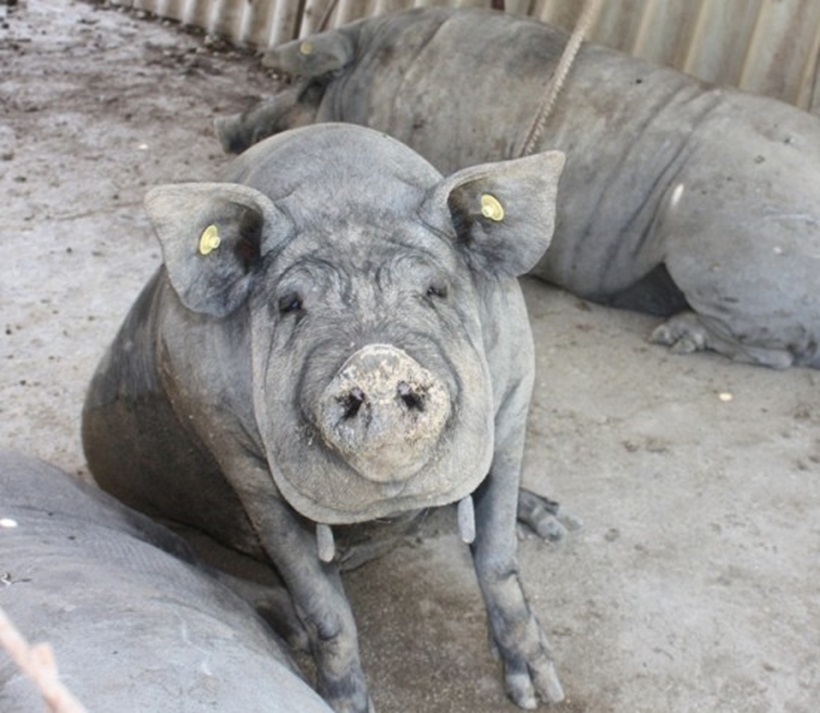 L’allevamento all’aperto del suino: benessere animale ed obblighi degli ...