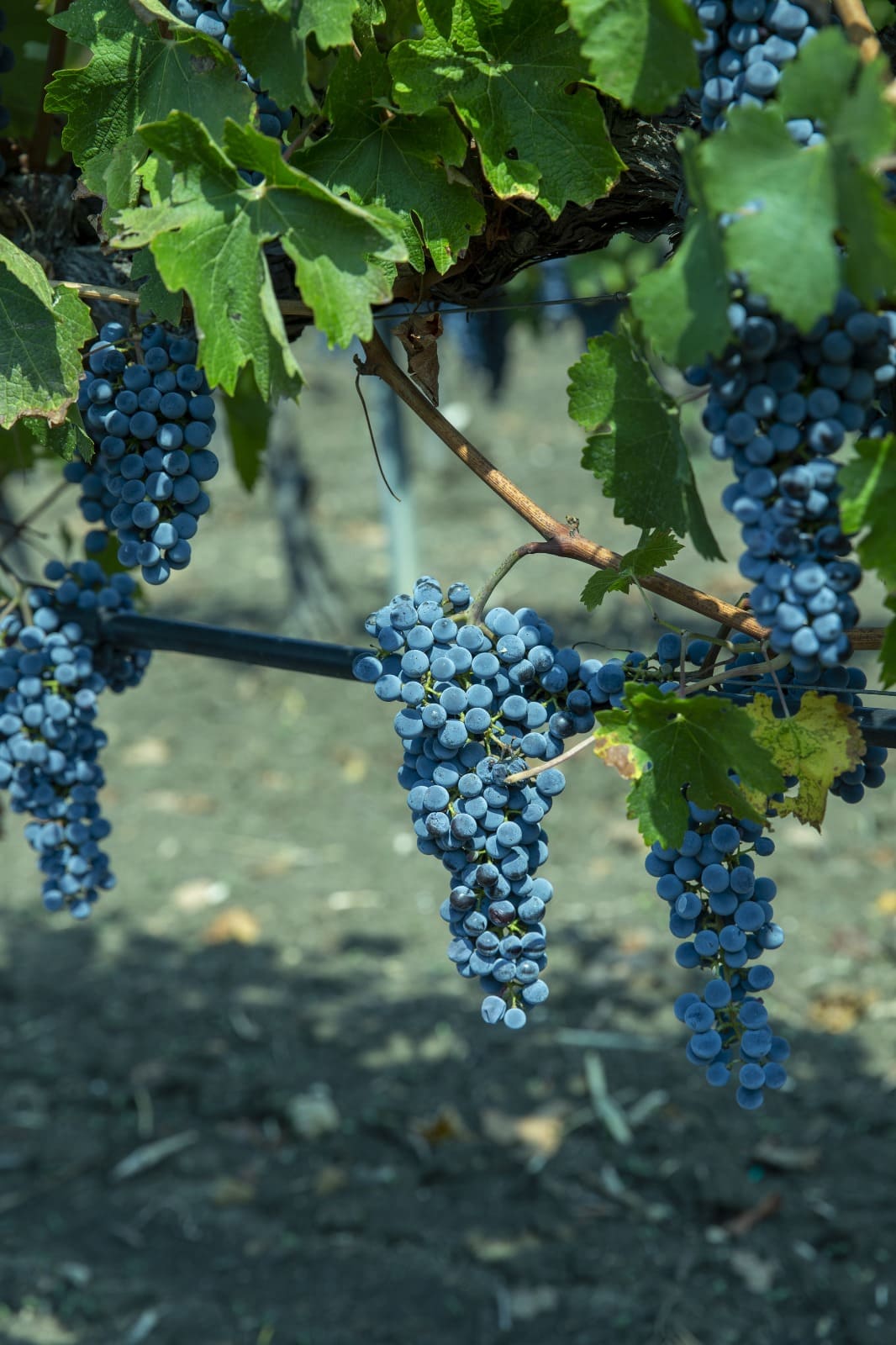 “LE UVE RACCONTANO”: UN VIAGGIO TRA GLI AREALI VITATI DELLA SICILIA ...